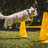 How to Train Your Pet Like a Pro in Just 5 Minutes a Day