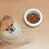 All-Natural Supplements for a Healthier Pet