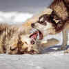 How to Stop Aggressive Behavior in Pets – Handling aggression in dogs ...