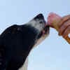 The Dangers of Human Foods for Pets – 7 Toxic Foods You MUST Keep Away!