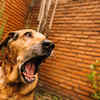 How to Stop Your Dog from Barking Excessively (Without Being Harsh!)