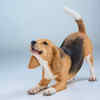 What Your Dog’s Tail Shake Really Reveals About Their Emotions!