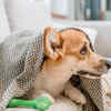 Is Your Dog Sick? Warning Signs You Shouldn’t Ignore!