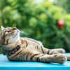 10 Things Cats Love That You Probably Didn’t Know!