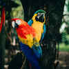 The Most Colorful Parrot Breeds – Nature’s Living Rainbows!