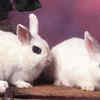These Insanely Cute Rabbit Breeds Will Melt Your Heart!