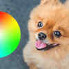 “Dogs See in Color?! The Truth About Canine Vision Will Blow Your Mind”