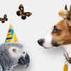 Famous Pets You Never Knew Made History