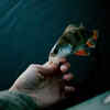 Are You Killing Your Fish by Mistake?