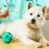 The ultimate guide to pet vaccinations: What you need to know
