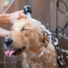 Tips for bathing your dog: A complete guide to a clean and happy dog