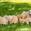 Inbreeding in Dogs: Balancing Tradition with Health