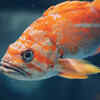 Fish Showing Signs of Hole in the Head? Here’s What to Do!