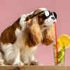 Sip & Slurp 7 Tasty Summer Mix-Ins for Your Dog