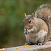 Baby Squirrel Feeding Secrets You Must Know!