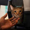 Top Airline Pet Carriers for Cats 2025 Picks