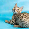 Top Smartest Cat Breeds That Will Amaze You