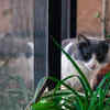 Why Cats Get Obsessed Watching Bugs Move