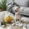 What If Your Dog Isn’t Misbehaving, But Just Miserable?