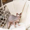 5 Stunning Hairless Cats You’ll Want To Meet Now