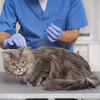 Cat Vaccines Made Simple: What Your Feline Needs