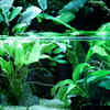 Clear Water Secrets for a Healthy Aquarium