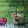 Round and Round: The Nightly Secret Life of Hamsters
