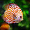 Do Fish Really Sleep? Their Quietest Secret Revealed