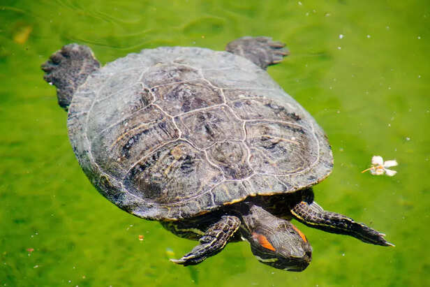 Your Turtle Is Floating Sideways for a Reason You Shouldn’t Ignore