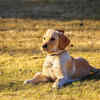 Why Indie Dogs Might Just Be the Most Loyal Companions You’ll Ever Meet