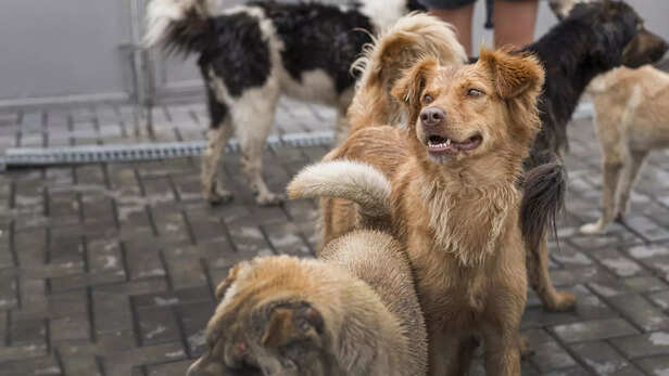 Forgotten but Fierce: The Role of Stray Dogs in Our Communities
