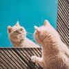Why Cats Strut in Mirrors While Dogs Totally Lose It