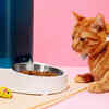 If Your Cat Suddenly Stops Eating, Read This Before It’s Too Late