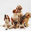 Top 10 Best Guard Dog Breeds for Ultimate Protection