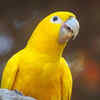 Yellow Parrots So Beautiful, You Won’t Believe They’re Real