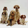 Which Dogs Live the Longest? Meet the Breeds That Stay with You for Years