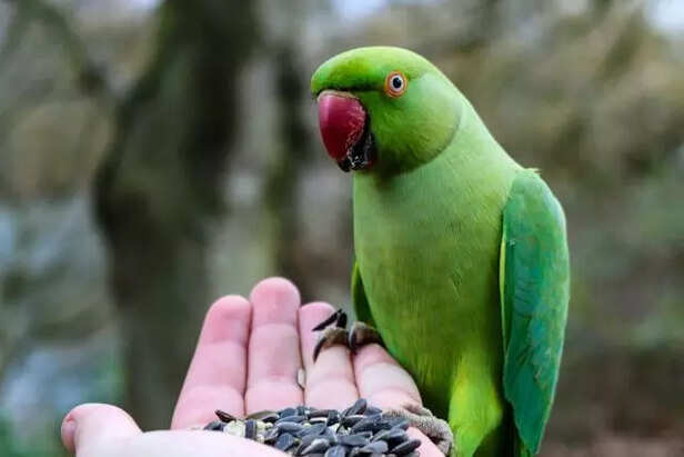 Why Hand Taming Your Parrot Is Worth the Effort