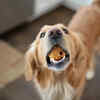 Can Dogs Eat Chapati and Biscuits Safely?