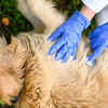 What Every Dog Owner Should Know About Parvo Virus