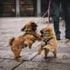 Are Small Dogs Really More Aggressive? The Science Says Yes
