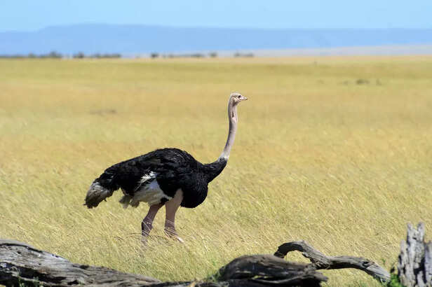 7 Flightless Birds That Survive Without Flying
