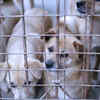The Silent Suffering of Animals Living Among Us