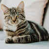 Do Cats Get Jealous of Other Pets? Understanding Feline Emotions