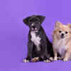 Do Small Dogs Have a Longer Lifespan Than Big Dogs?