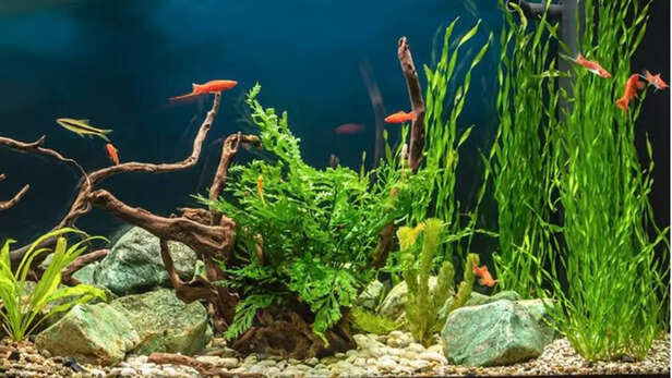 How to set up a fish tank the right way; important…